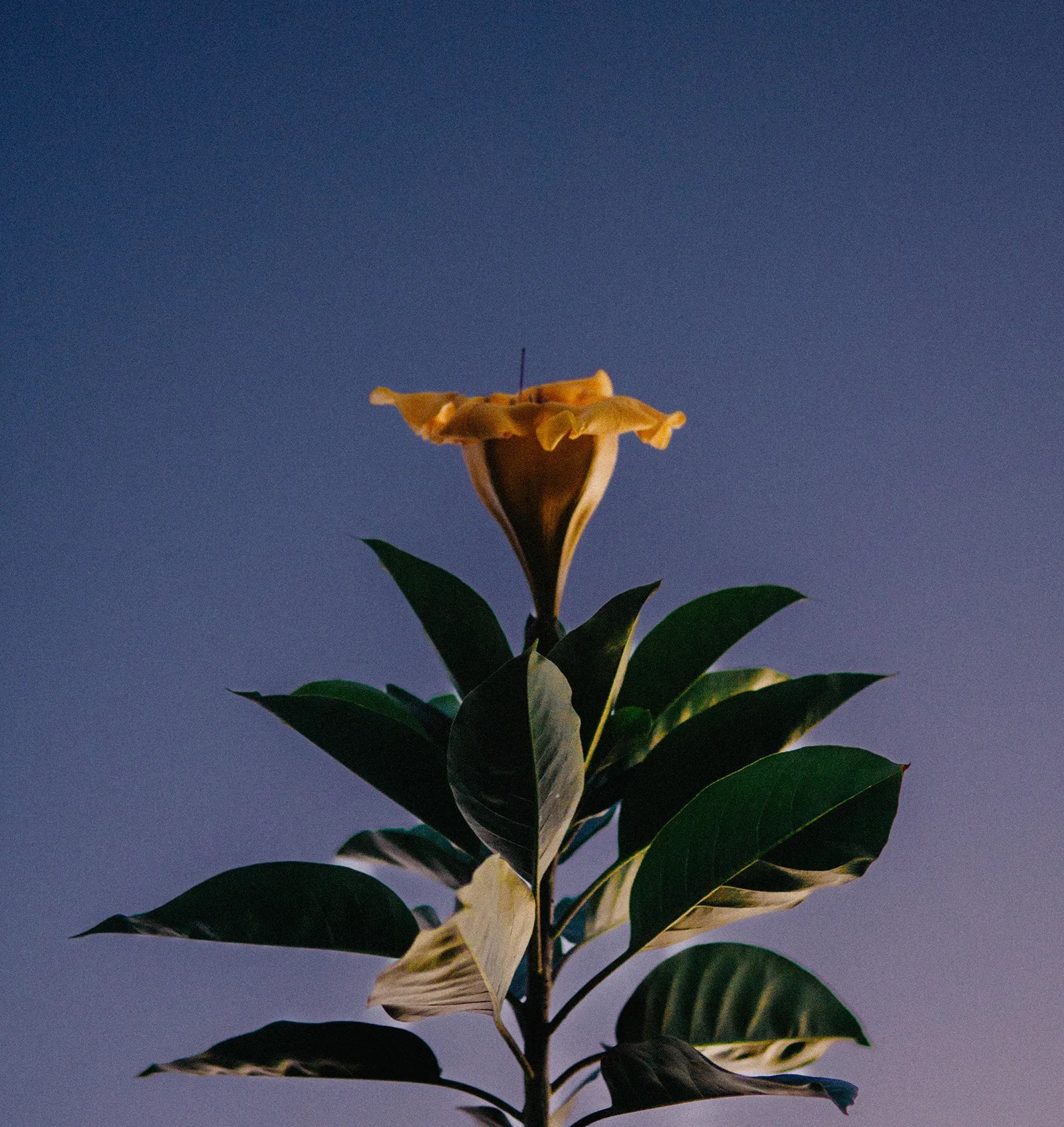 How To Contact Your Spirit Guides | Dear Gabby Podcast